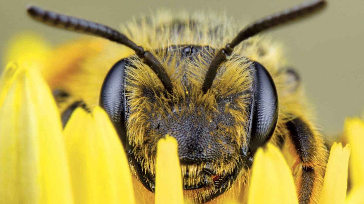 Conozcamos un poco a nuestras amigas abejas | Madame Bio