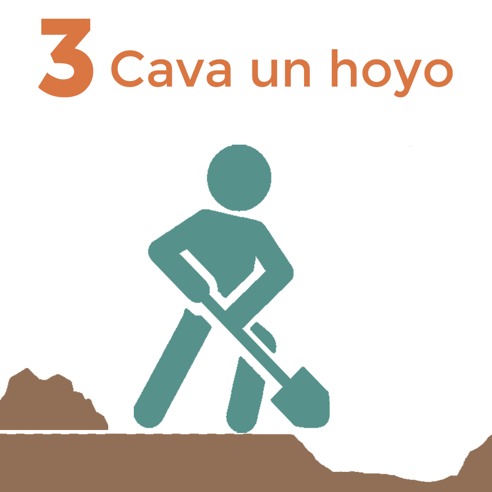 ¿Cómo sembrar un árbol? | Guía paso a paso