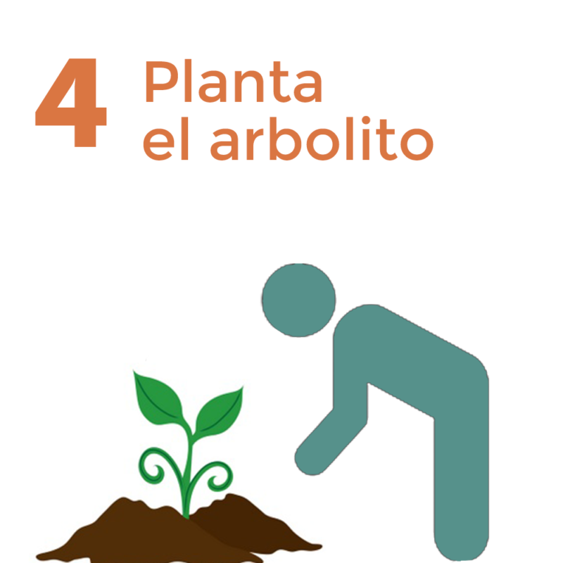 ¿Cómo sembrar un árbol? | Guía paso a paso