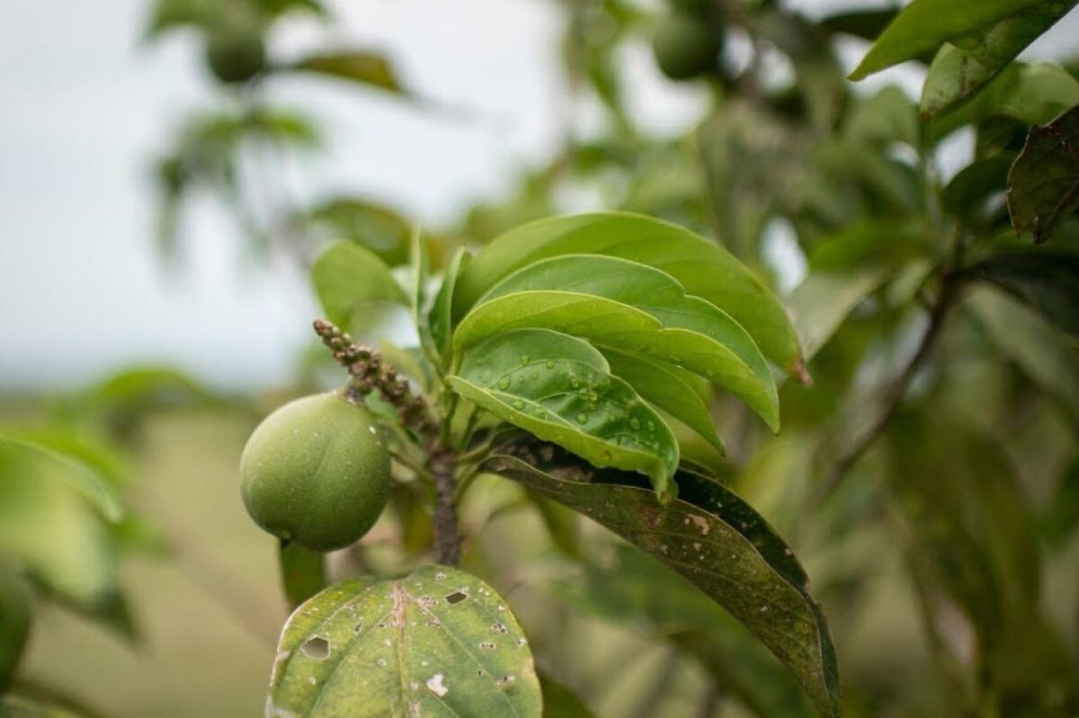 Cacay: “El oro amazónico” | ElideBio
