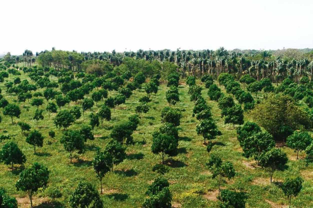 Cacay: “El oro amazónico” | ElideBio