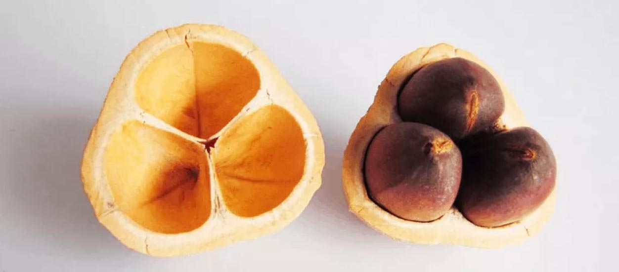 Cacay: “El oro amazónico” | ElideBio